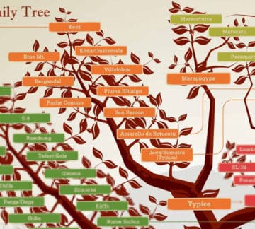 Typica Coffee Beans - Espresso & Coffee Guide