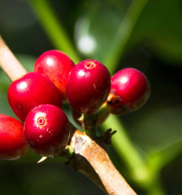 Panama Geisha Coffee Beans - Espresso & Coffee Guide